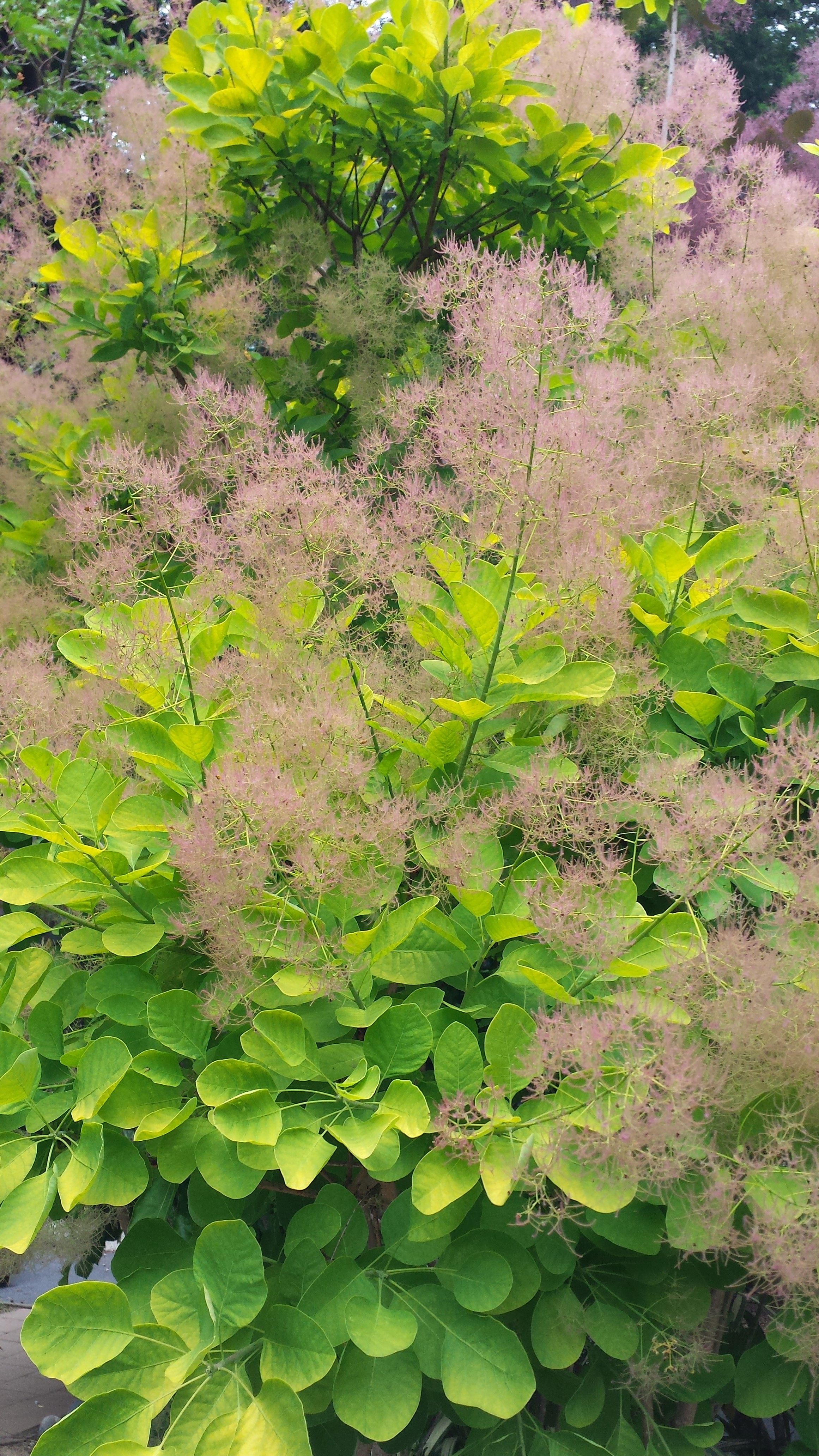 Cotinus species